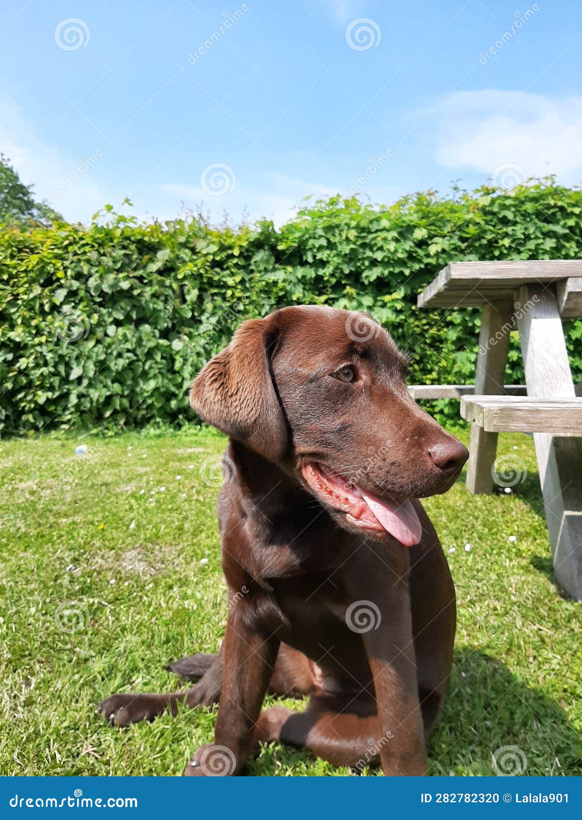 Puppy Dog Cute Labrador Funny Stock Photo - Image of puppy, funny ...
