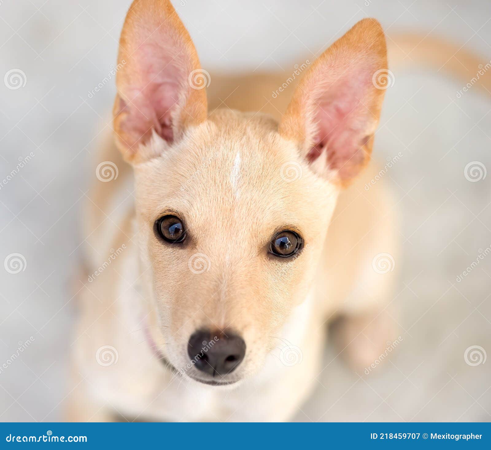 Puppy Dog Cute Vertical stock image. Image of puppies - 218459707