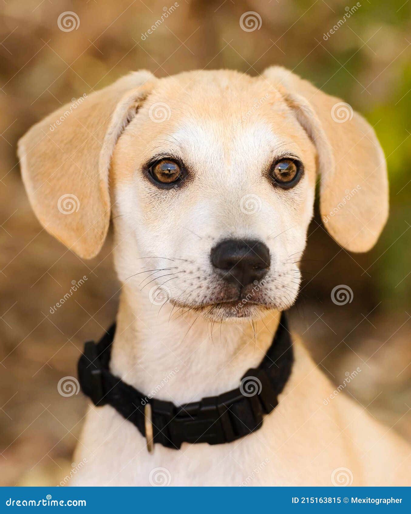 Puppy Dog Cute Vertical stock image. Image of eyes, food - 215163815