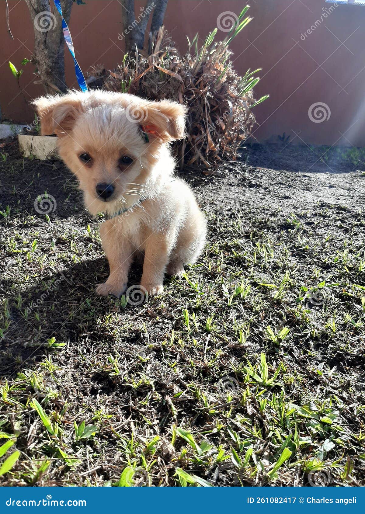 Puppy dog cutie stock image. Image of wildlife, cookie - 261082417