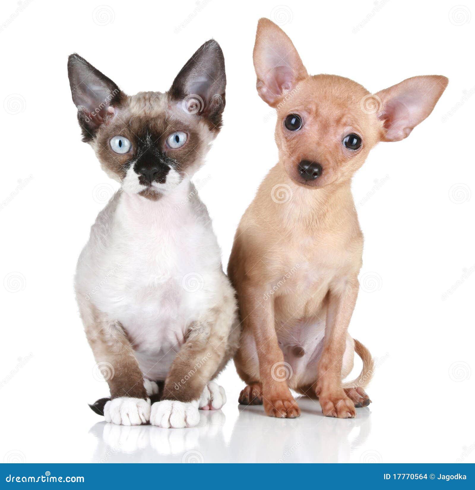 2,418 Rex White Cat Stock Photos - Free & Royalty-Free Stock Photos ...