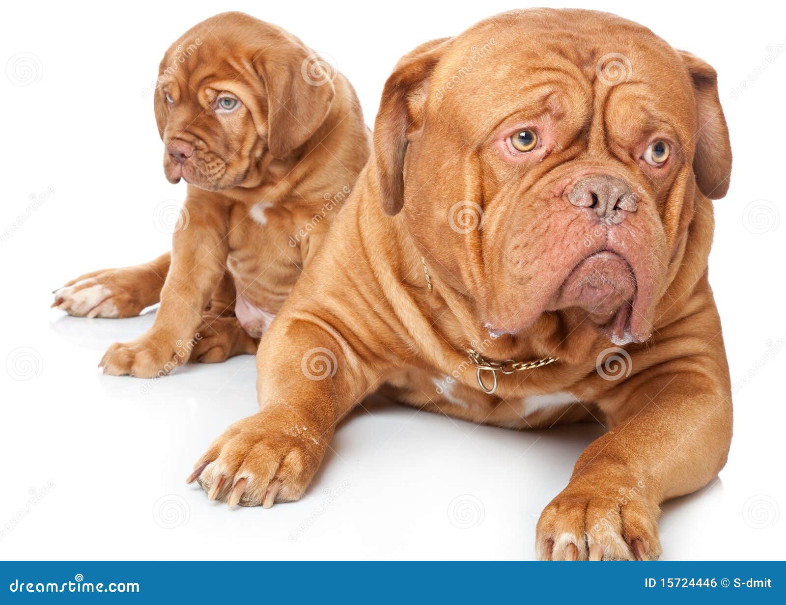 Puppy and Dog of Dogue De Bordeaux Stock Photo - Image of purebred ...