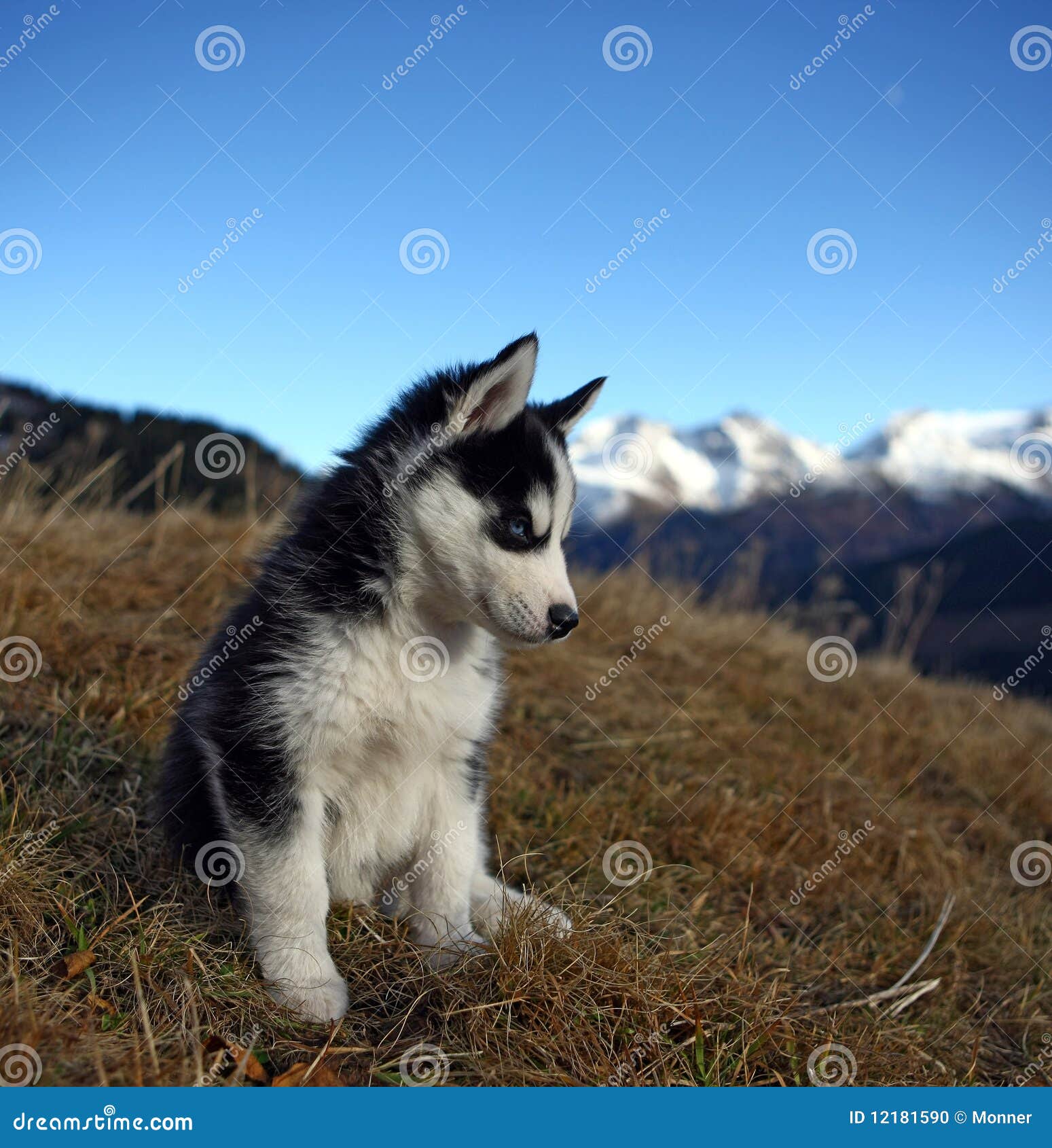 Puppy Dog in Front of a Mountain Scenery Stock Photo - Image of view ...