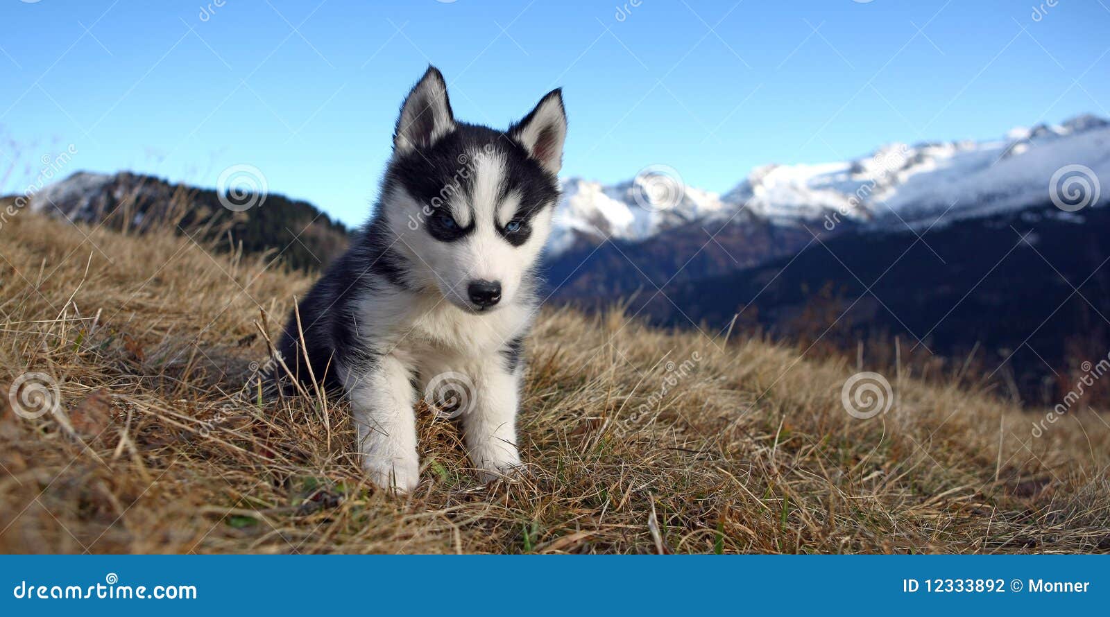 Puppy Dog in Front of a Mountain Scenery Stock Photo - Image of eyes ...