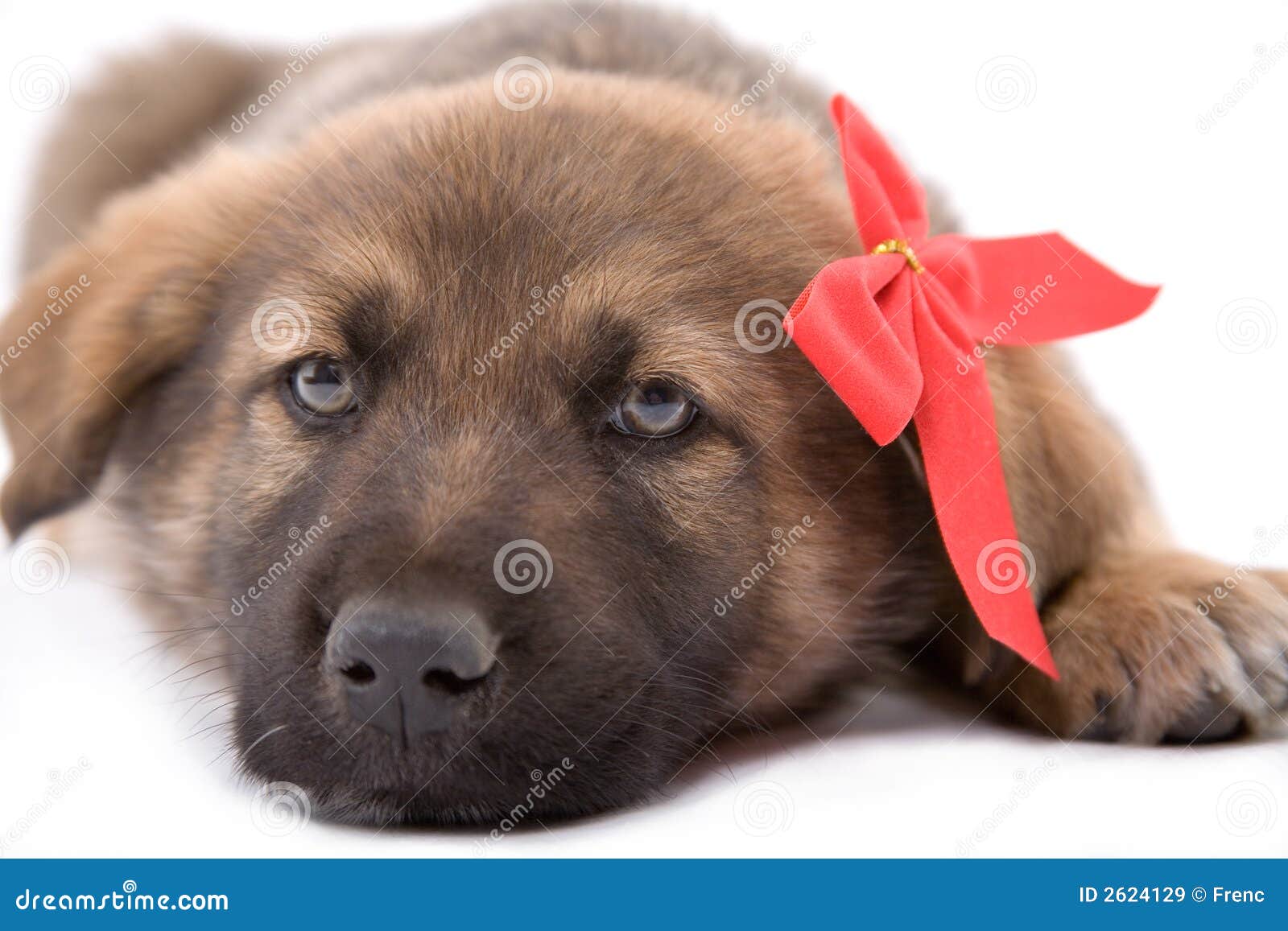 Puppy dog lying down stock image. Image of breed, animal - 2624129