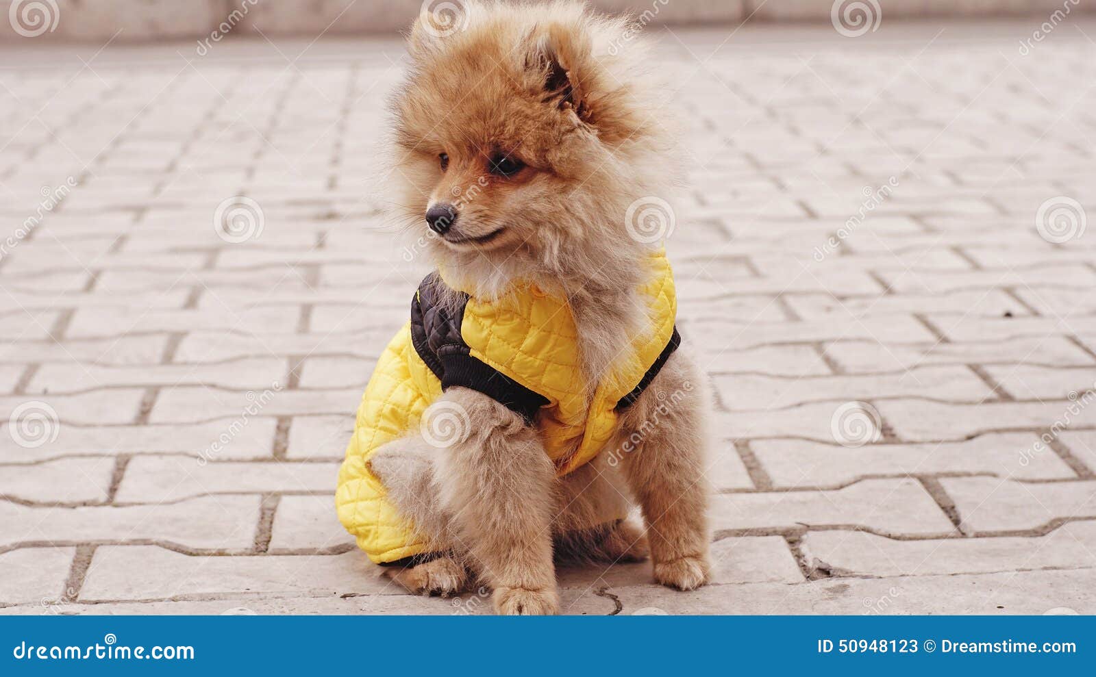 Puppy Dog stock image. Image of fashion, pomeranian, small - 50948123