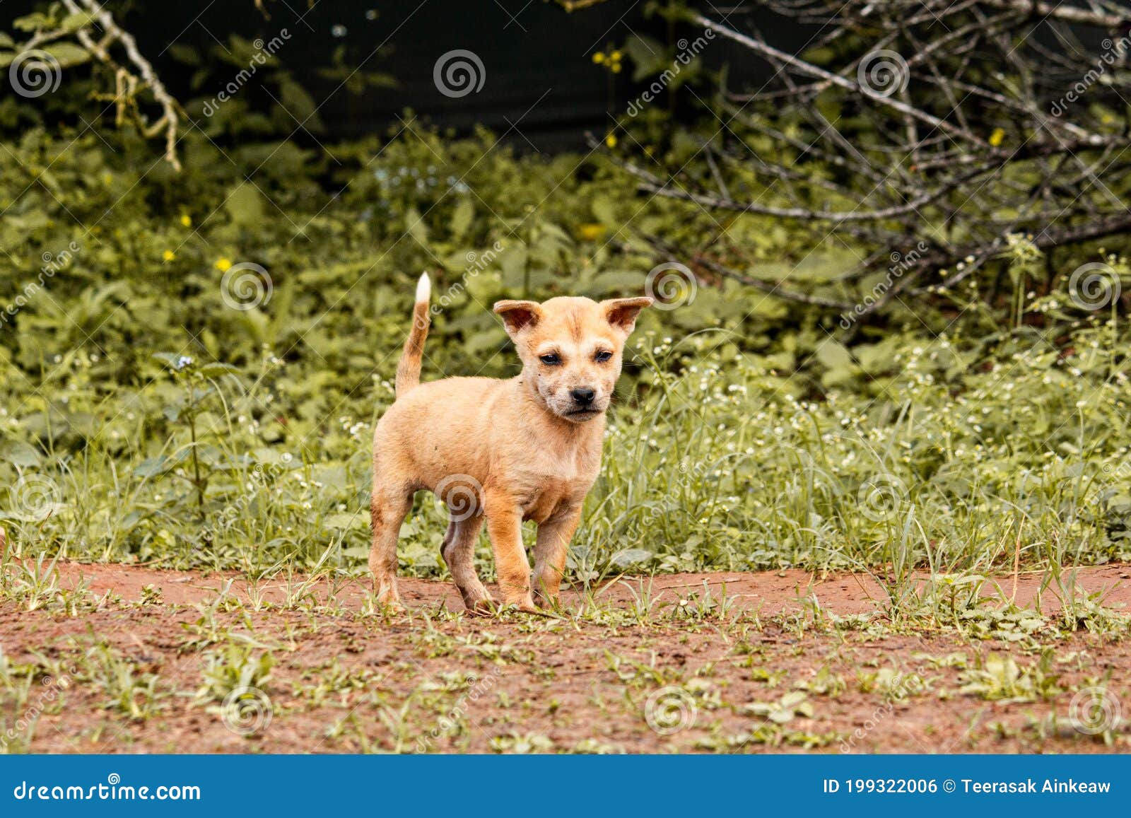 A Puppy Dog Playing in the Garden Stock Photo - Image of freedom ...