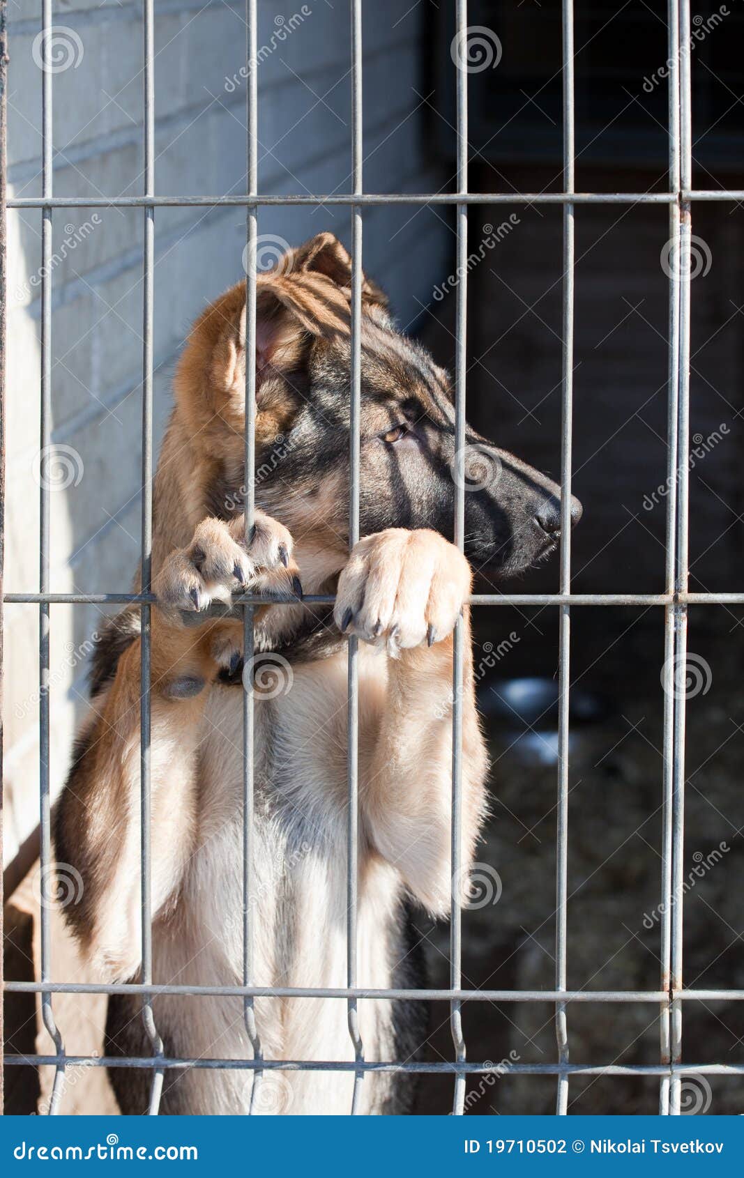 Puppy in the dog pound stock photo. Image of refuge, outdoors - 19710502