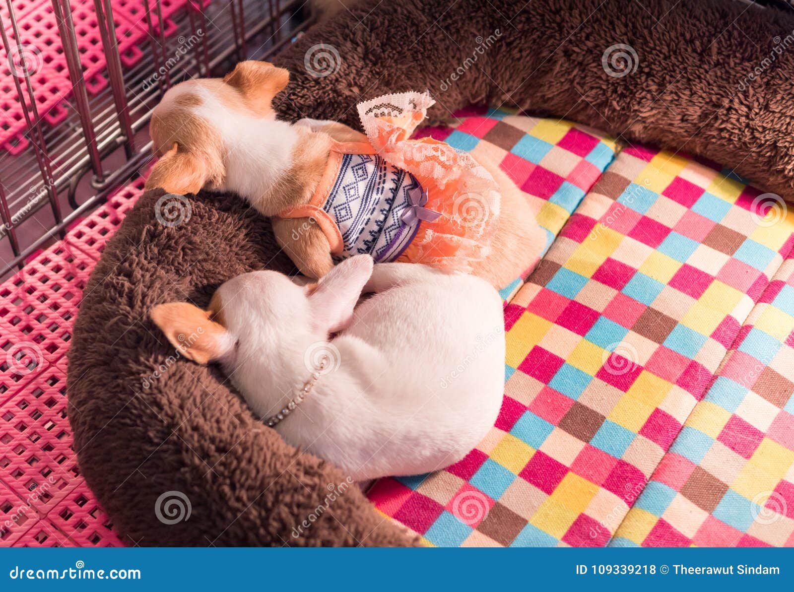 Puppy dog, pair of pup stock photo. Image of cute, golden - 109339218