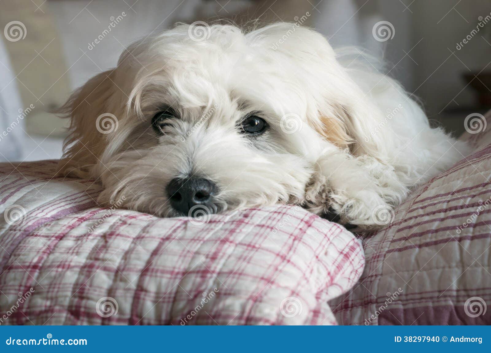 Puppy dog resting stock photo. Image of friendly, domestic - 38297940