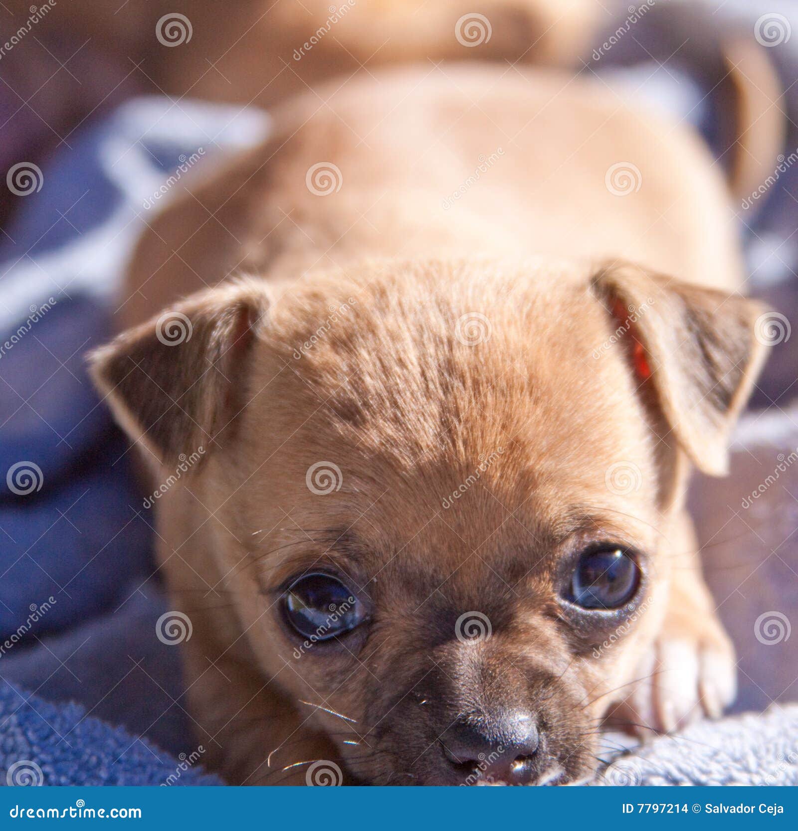 Puppy Dog Resting and Tired Stock Photo - Image of emotion, lawn: 7797214