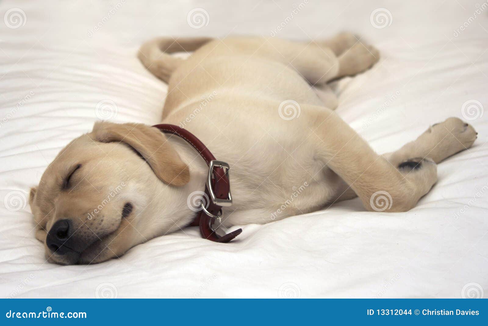 Puppy dog sleeping stock photo. Image of baby, smiling - 13312044