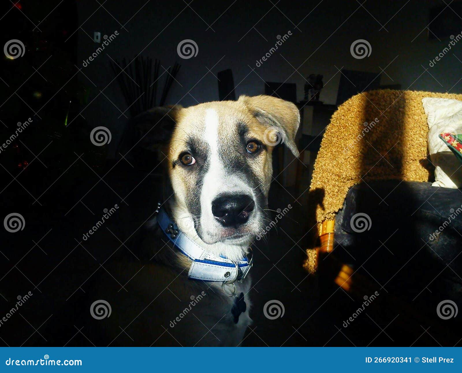 Puppy Dog with Sun Light in His Face Stock Image - Image of poster ...