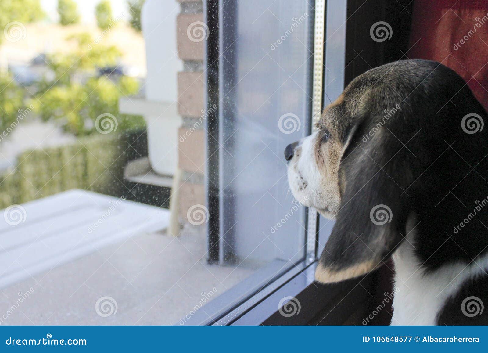 A puppy dog waiting stock image. Image of summer, abandoned - 106648577