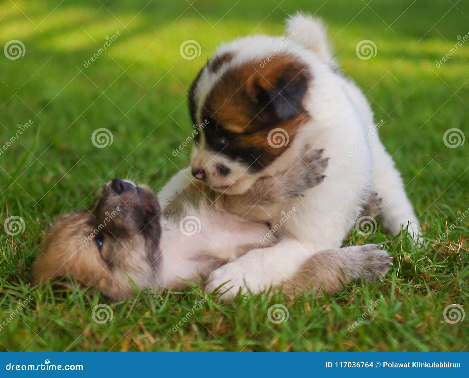 The puppy dog fighting stock photo. Image of beautiful - 117036764