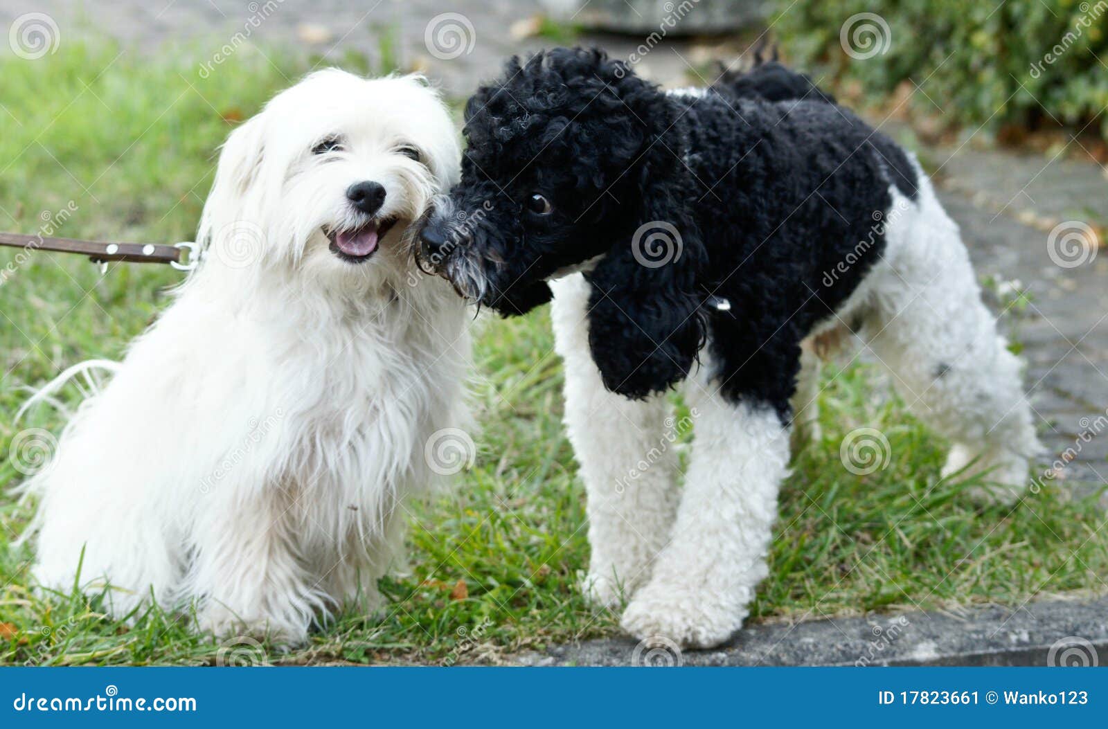 Puppy-dogs to play stock image. Image of whelp, play - 17823661