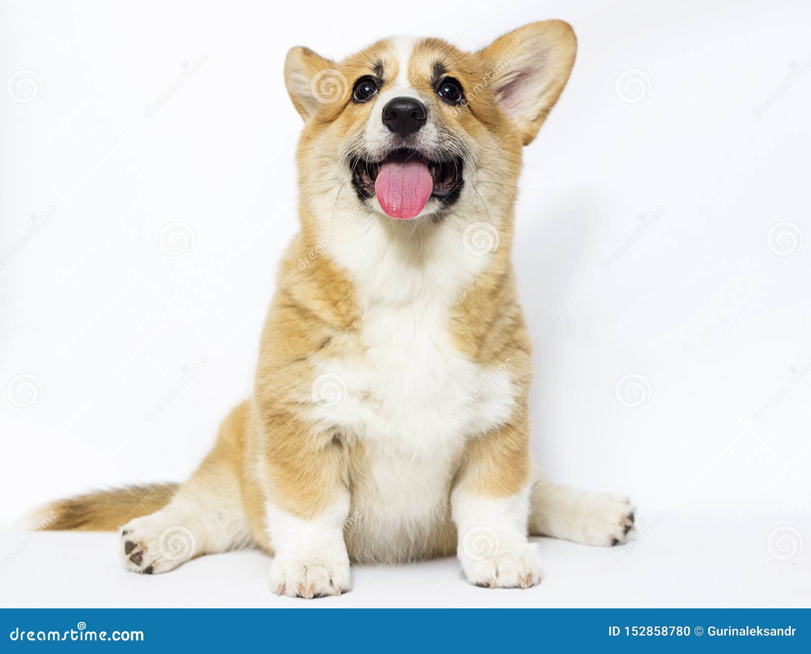 Puppy Doing Yoga, Welsh Corgi Stock Photo - Image of welsh, isolated ...