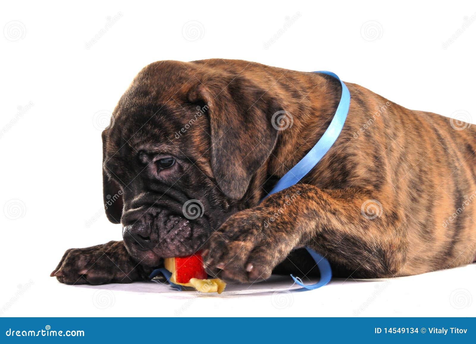 Puppy eating Apple stock photo. Image of little, looking - 14549134