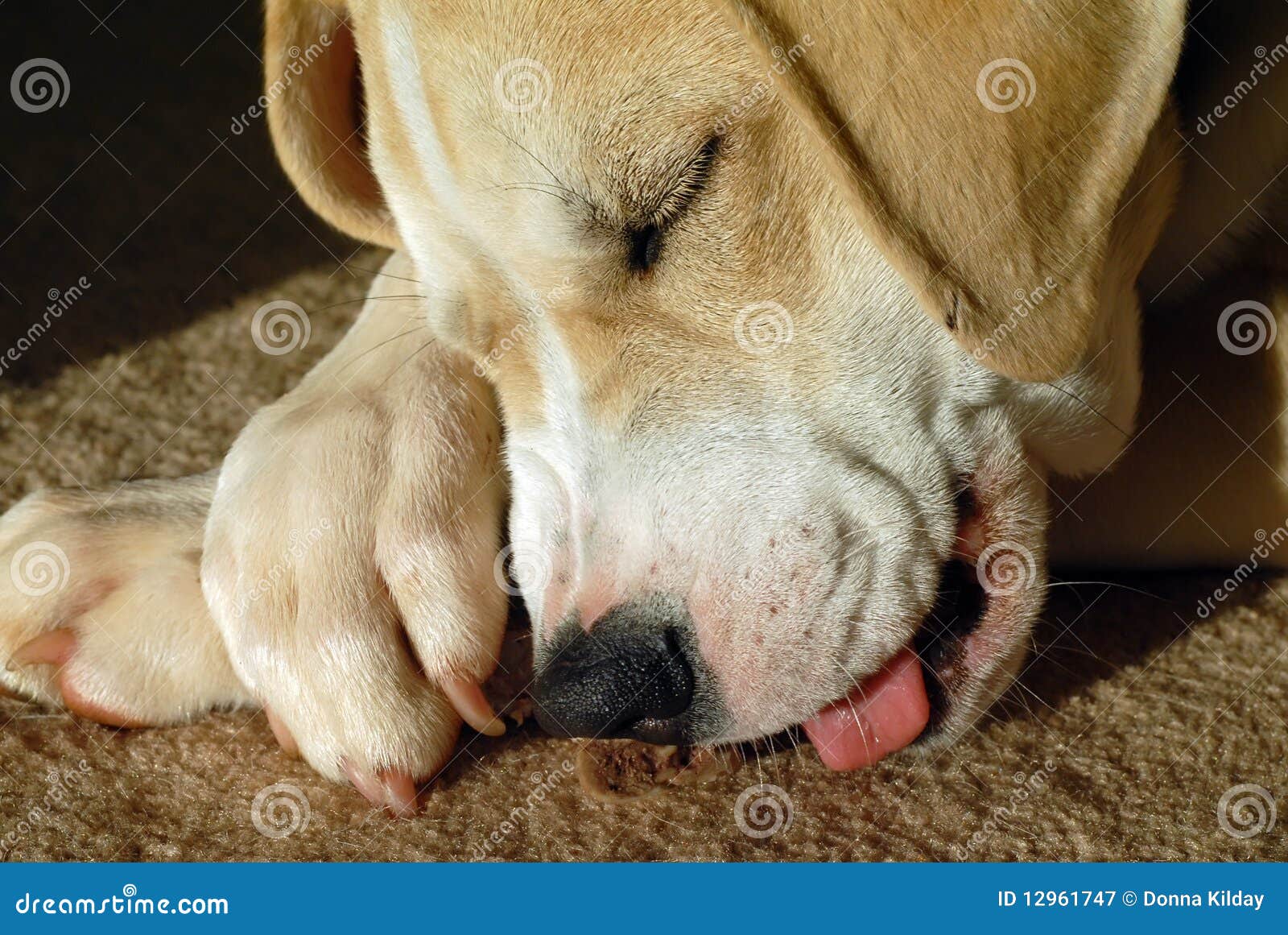 Puppy eating bone stock image. Image of chewing, white - 12961747