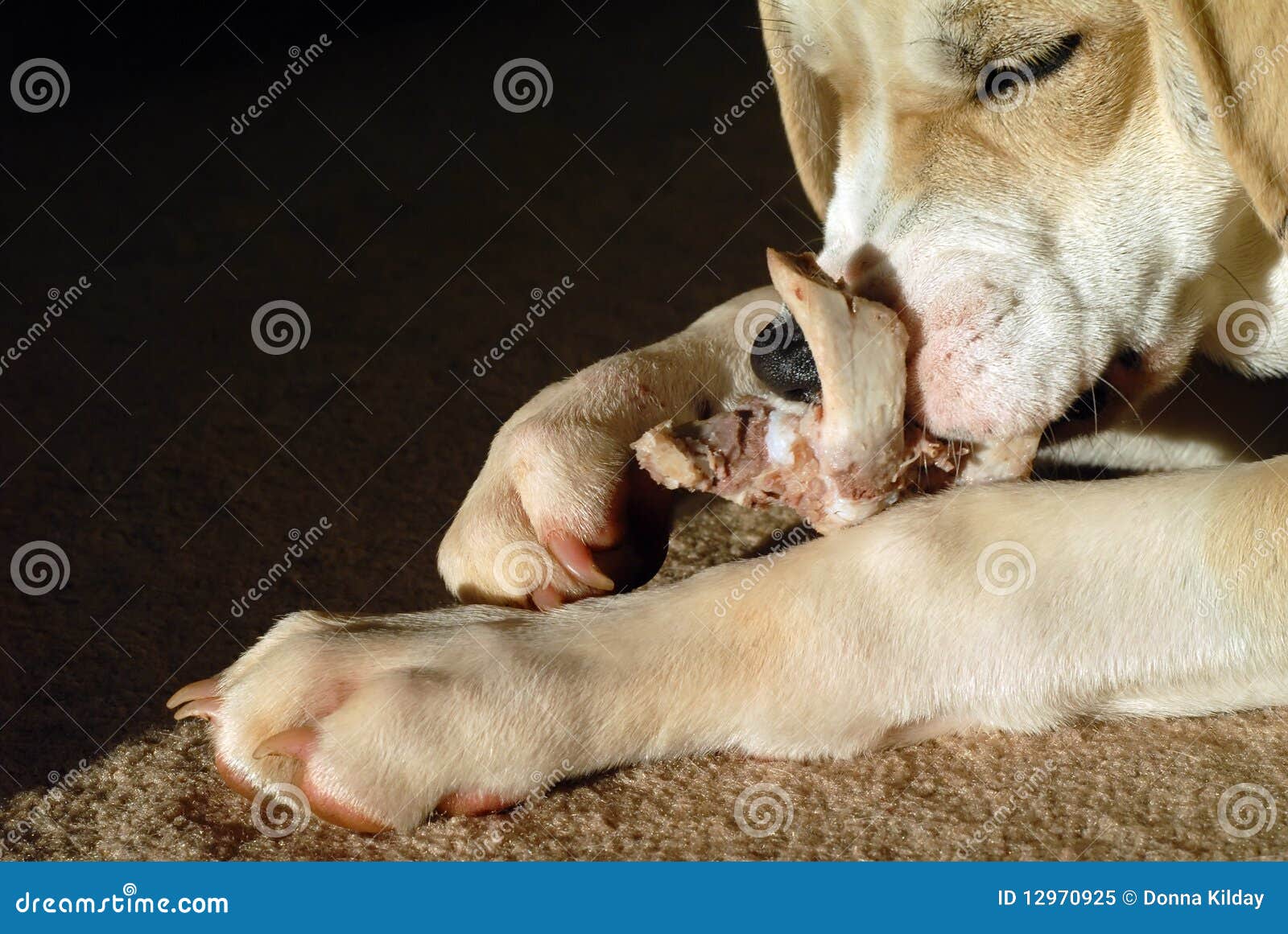 Puppy eating bone stock image. Image of happy, labrador - 12970925