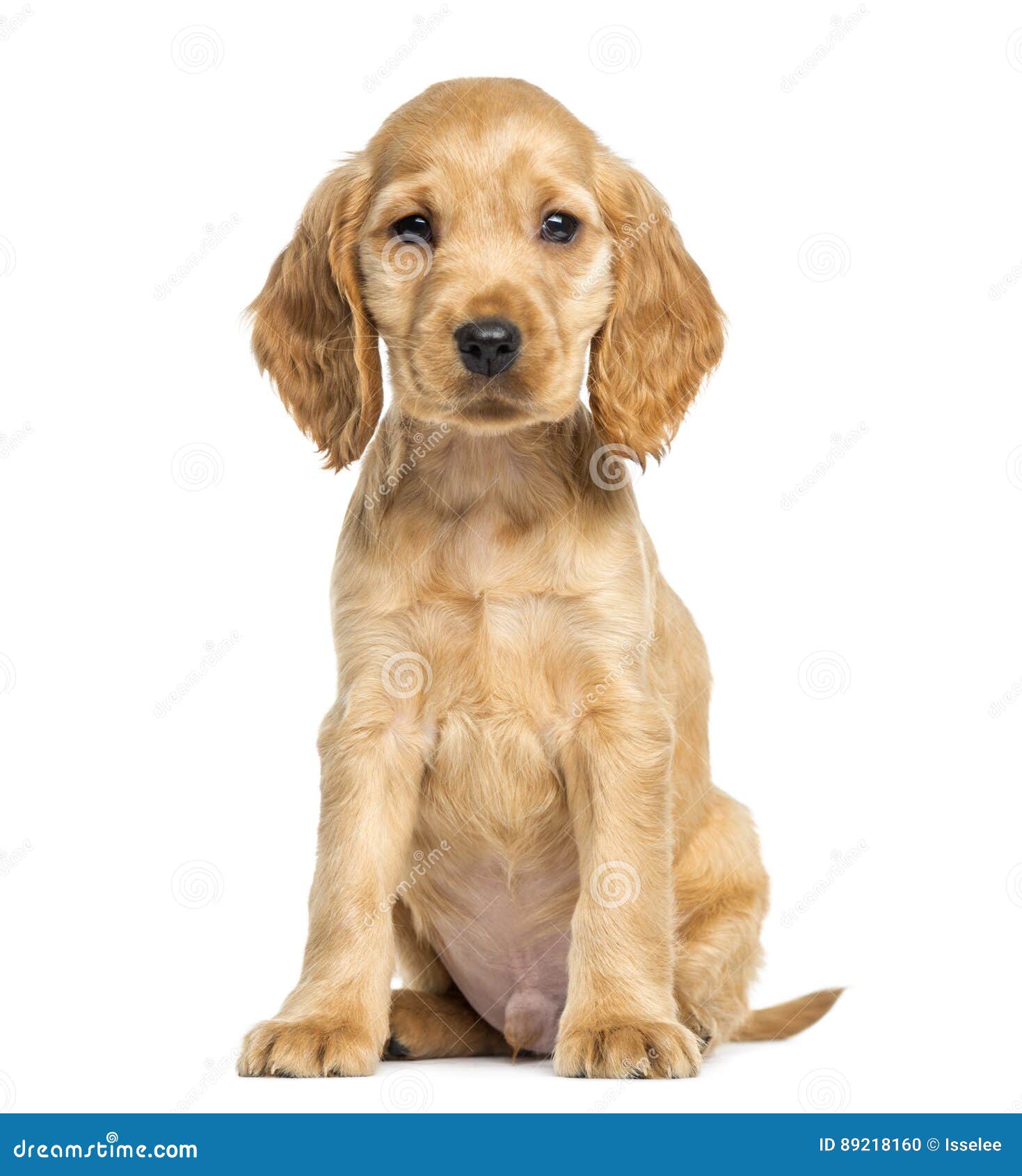 Cocker Spaniel Light Brown And White