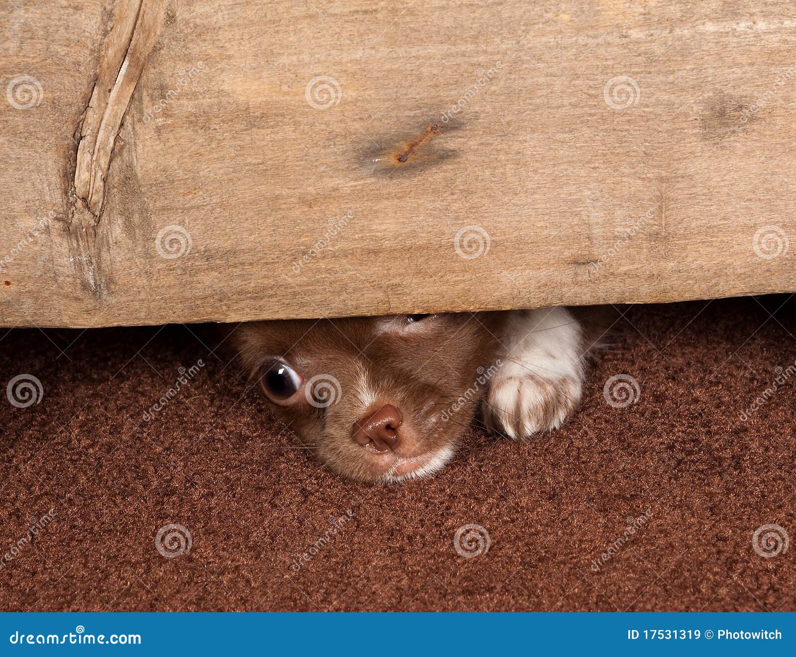 Puppy escape stock image. Image of chihuahua, adorable - 17531319