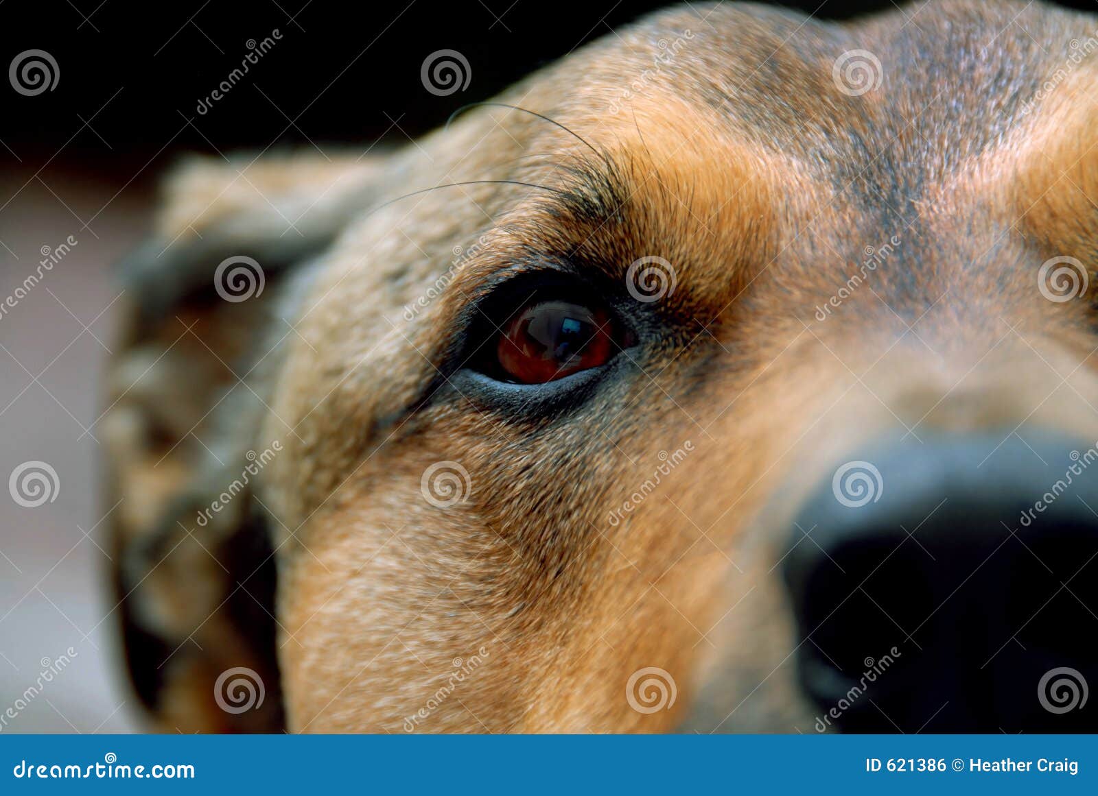 Puppy Eye stock photo. Image of alone, kindness, kind, furry - 621386