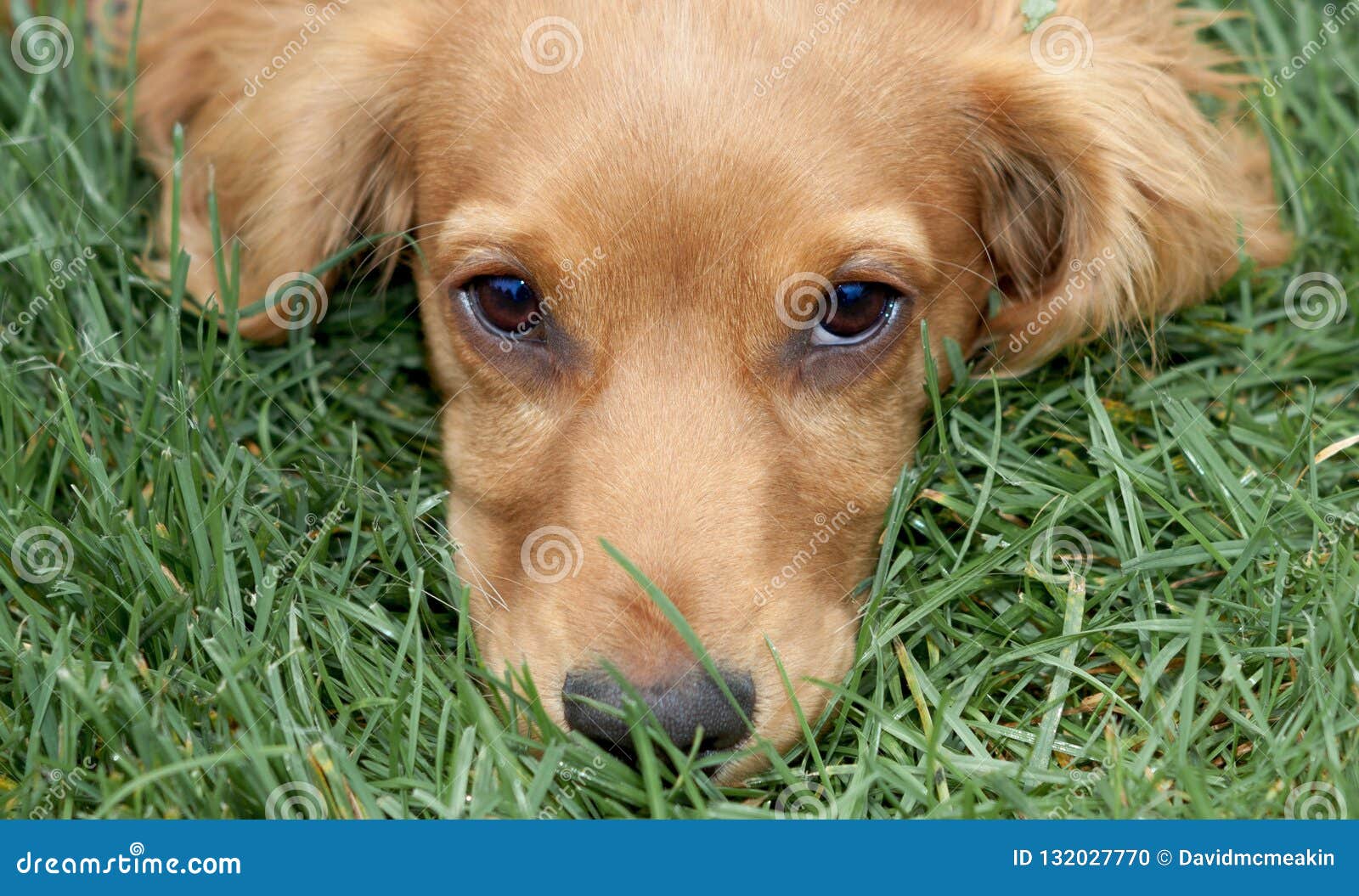 Puppy eyes stock photo. Image of cute, looking, eyes - 132027770