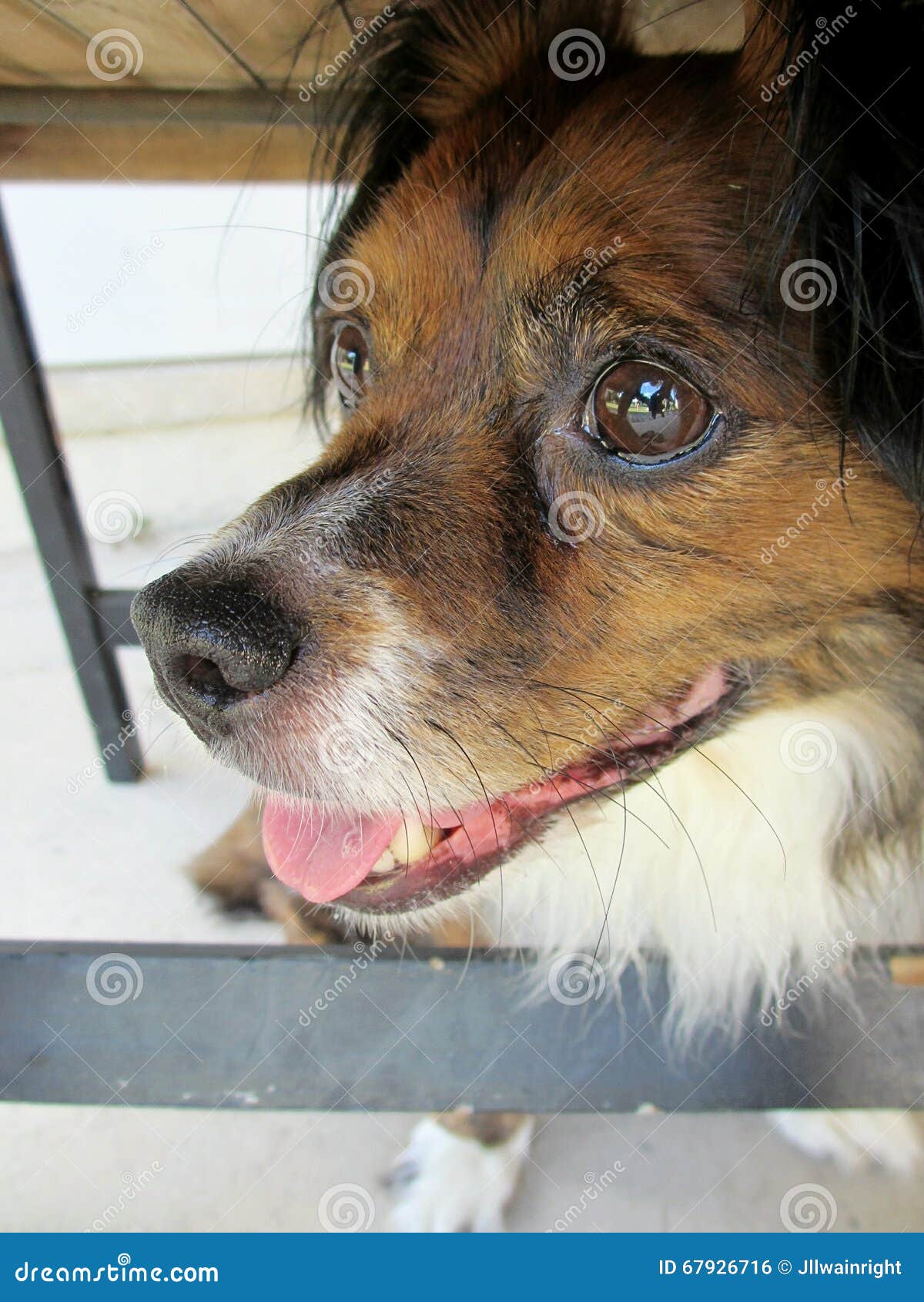 Puppy Eyes stock photo. Image of canine, puppy, mixedbreed - 67926716