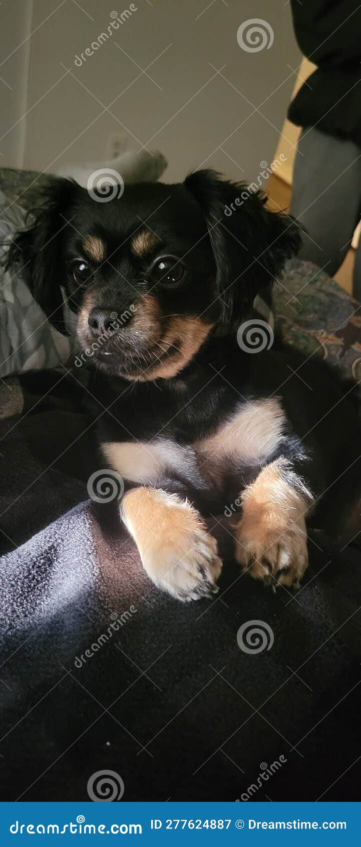 Puppy eyes so shiny stock image. Image of eyes, shiny - 277624887