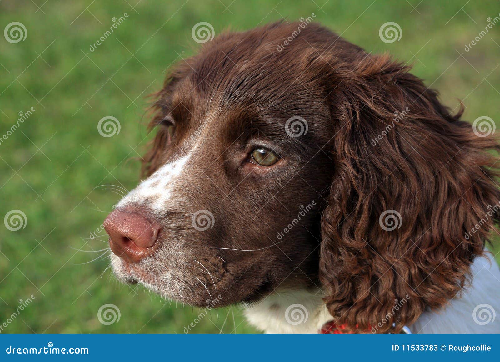 Puppy Face stock image. Image of close, spaniel, mammals - 11533783