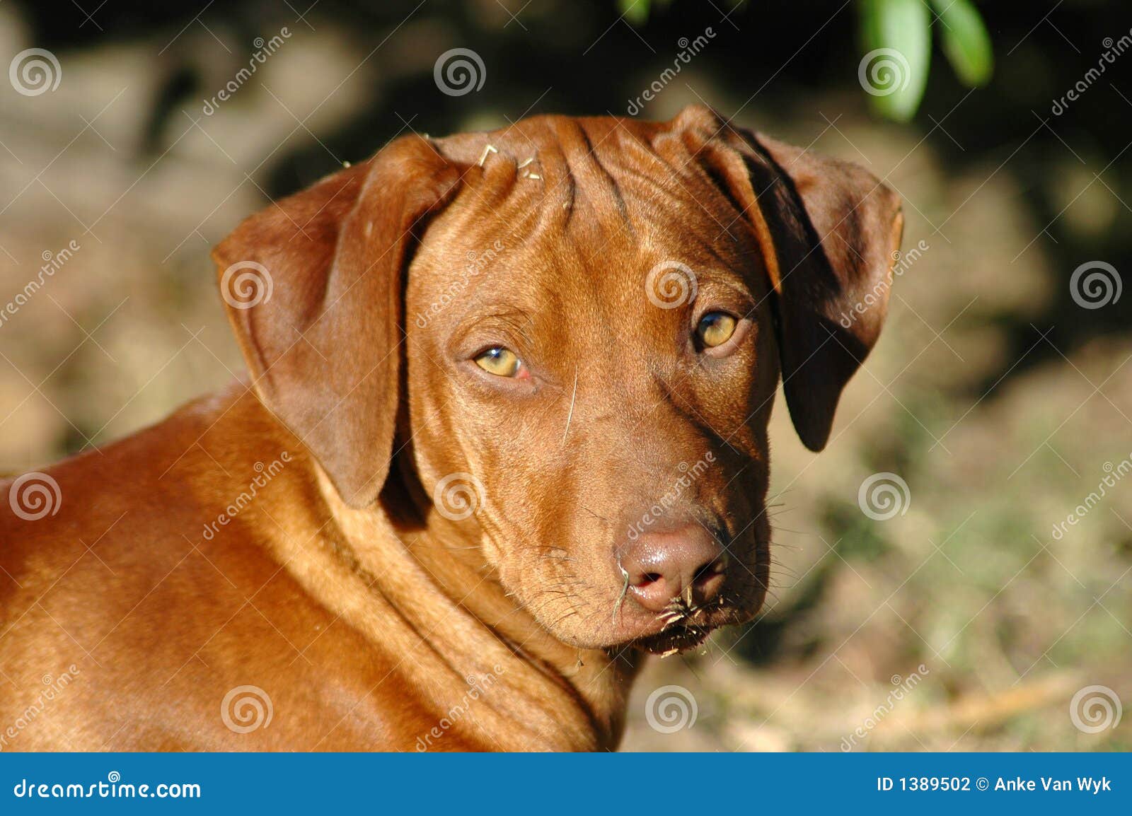Puppy face stock photo. Image of eyes, face, beautiful - 1389502