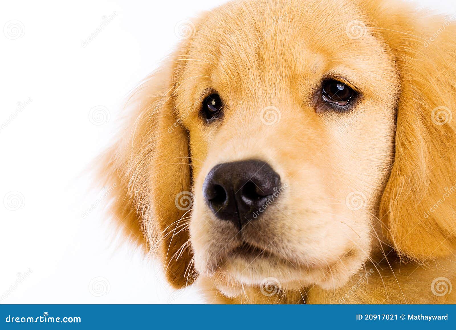 Puppy face stock image. Image of puppy, friend, bred - 20917021