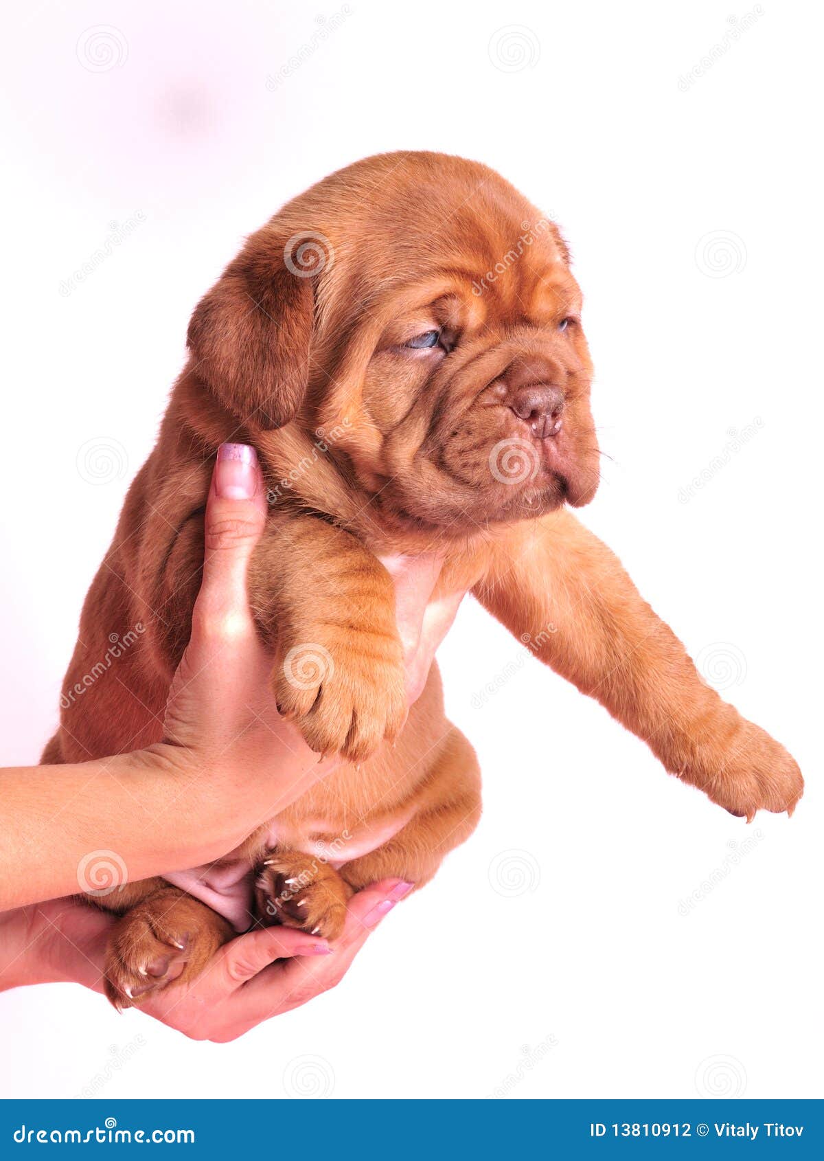 Puppy in female hands stock photo. Image of mastiff, adorable - 13810912