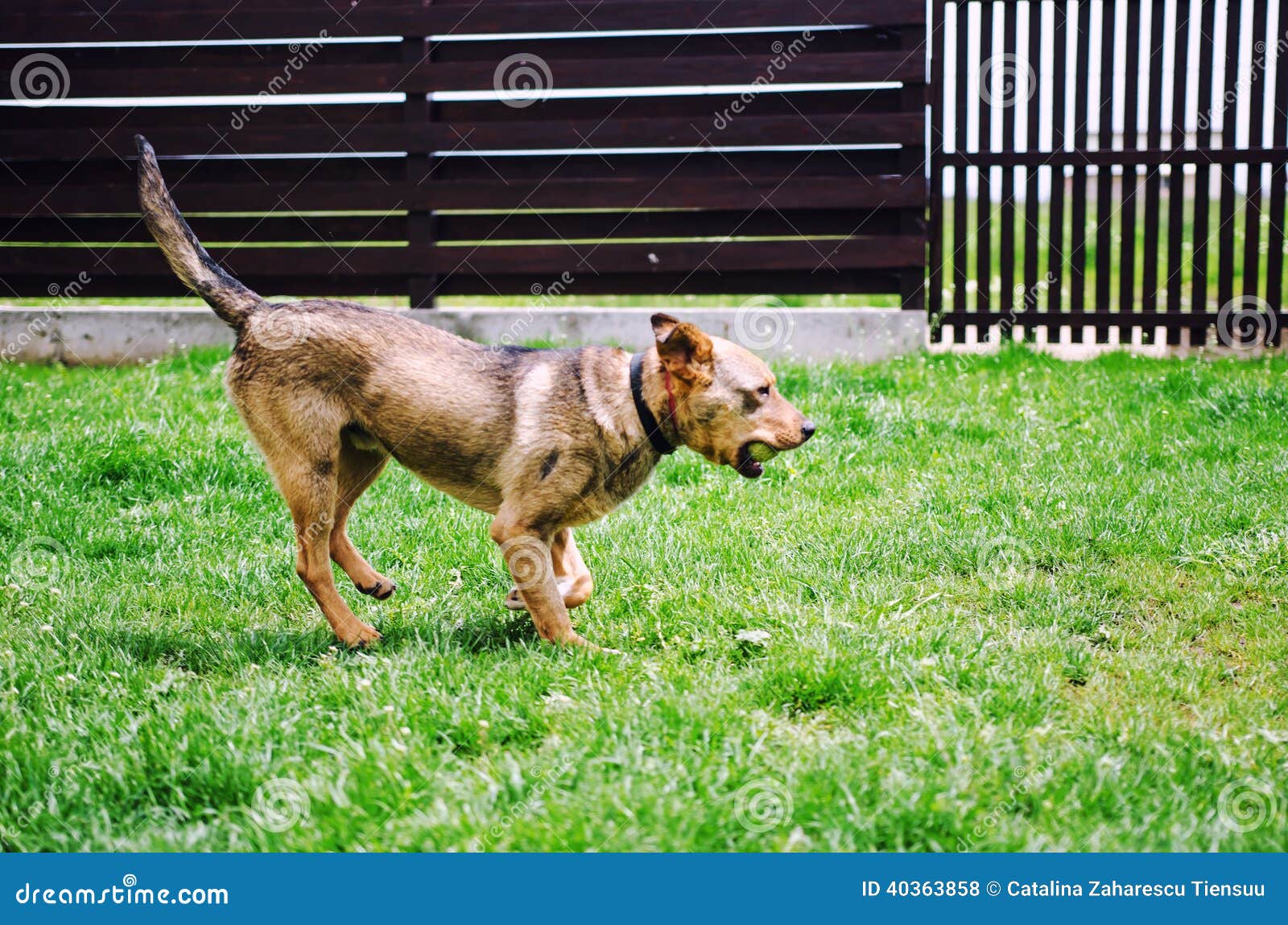Puppy Fetching Ball in the Grass Stock Photo - Image of stray, fetch ...