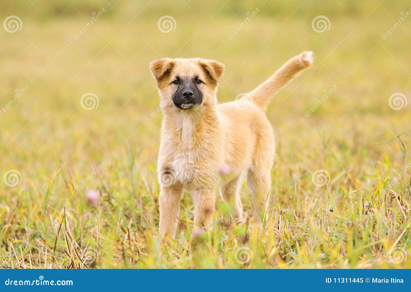 Puppy in field stock image. Image of excitement, domestic - 11311445