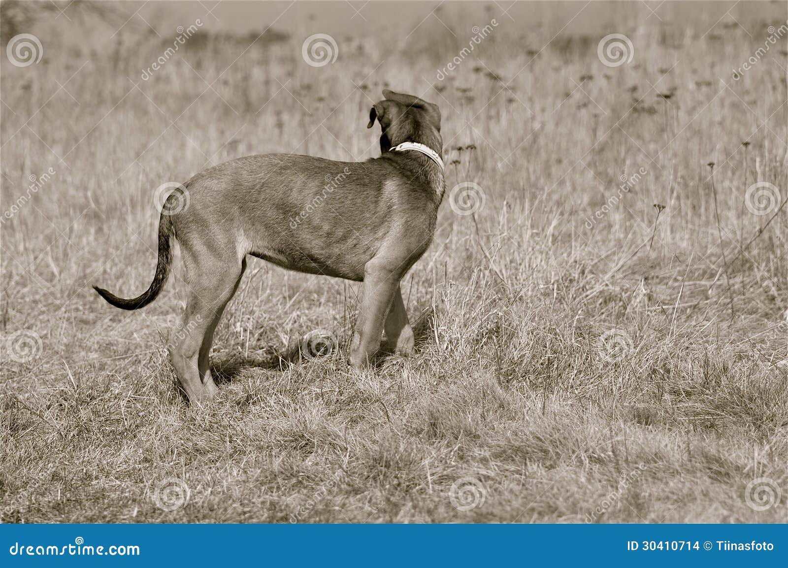 A puppy on a field stock photo. Image of pets, white - 30410714
