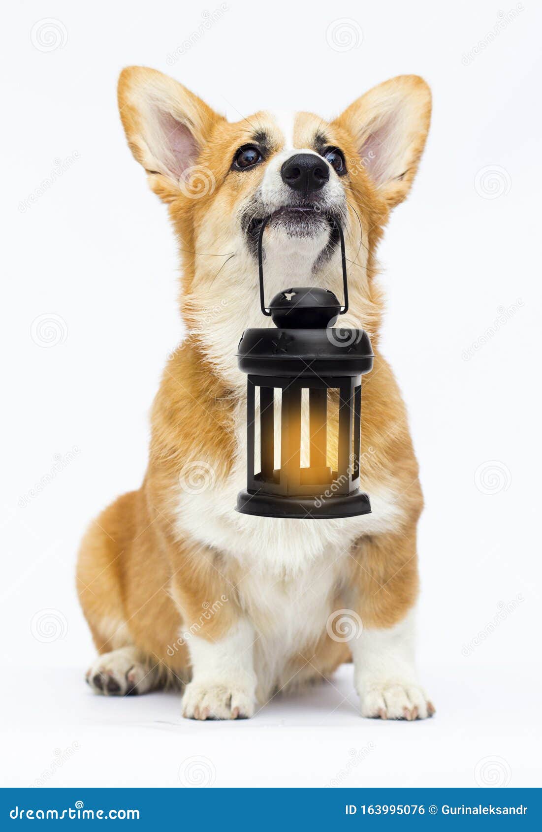 Puppy with a Flashlight in His Teeth Stock Photo - Image of cute, doggy ...