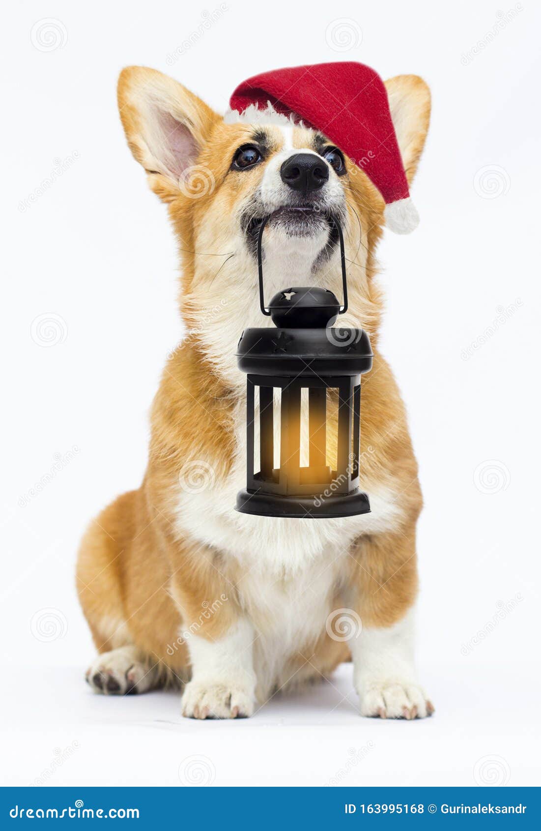 Puppy with a Flashlight in His Teeth Stock Photo - Image of puppy ...