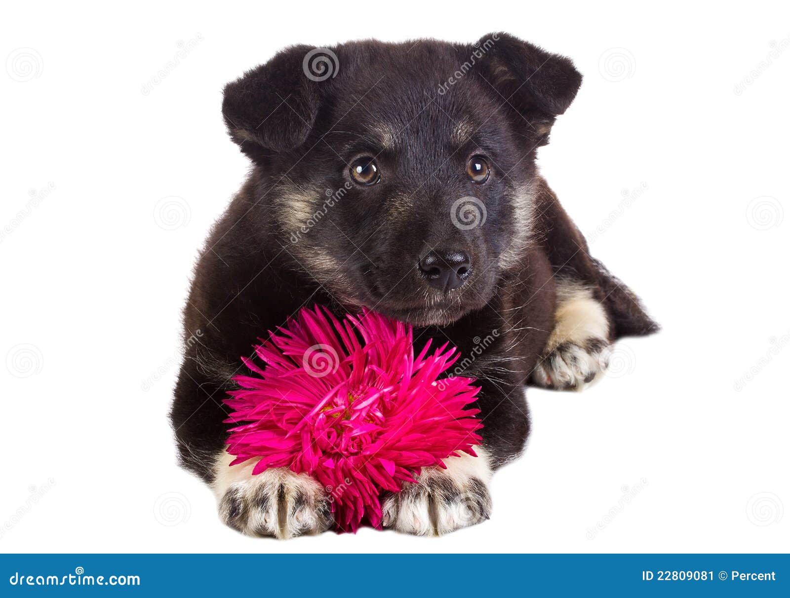 Puppy with flower stock image. Image of brown, mouth - 22809081