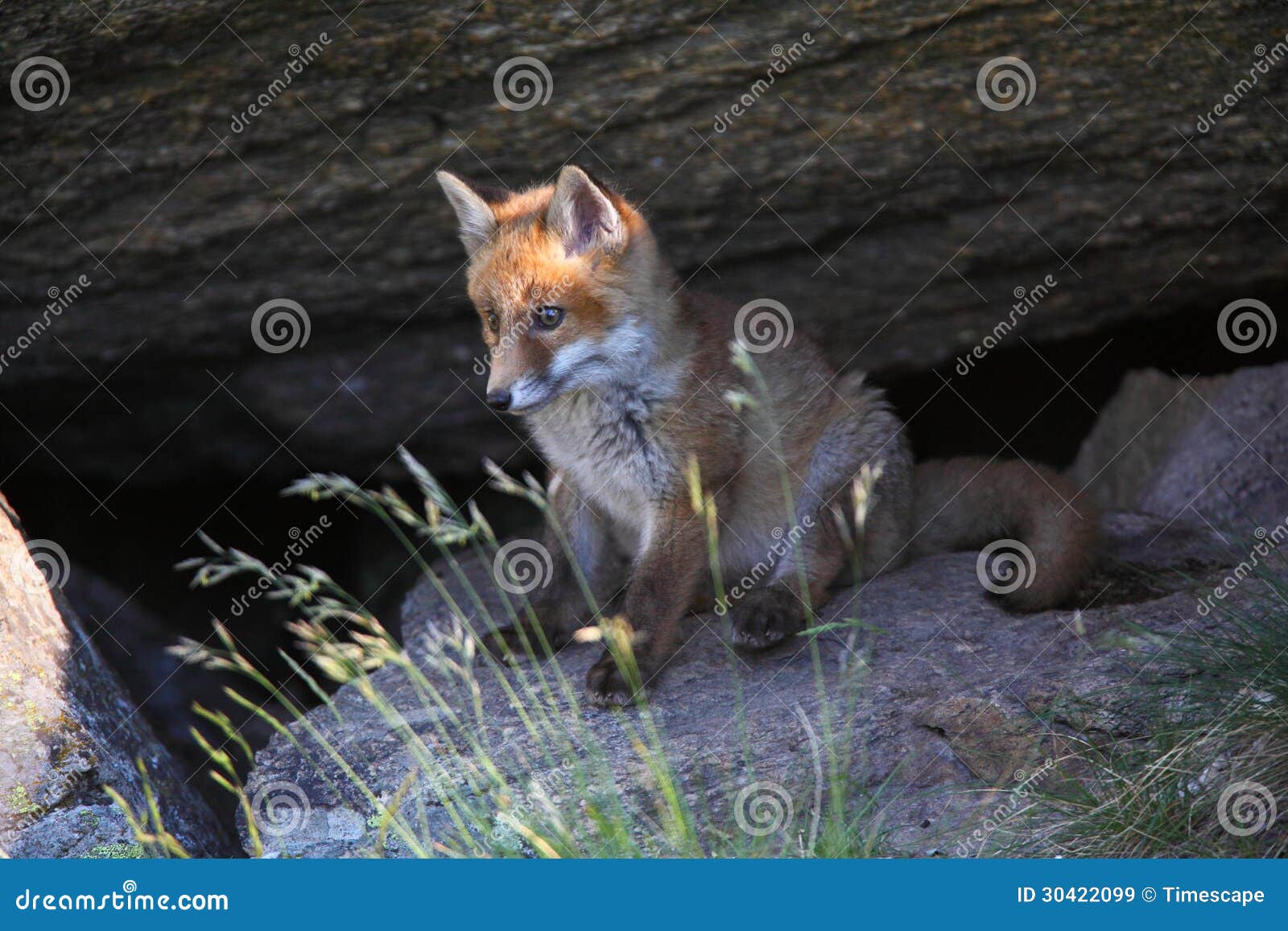 Puppy fox stock image. Image of animals, puppy, montagna - 30422099