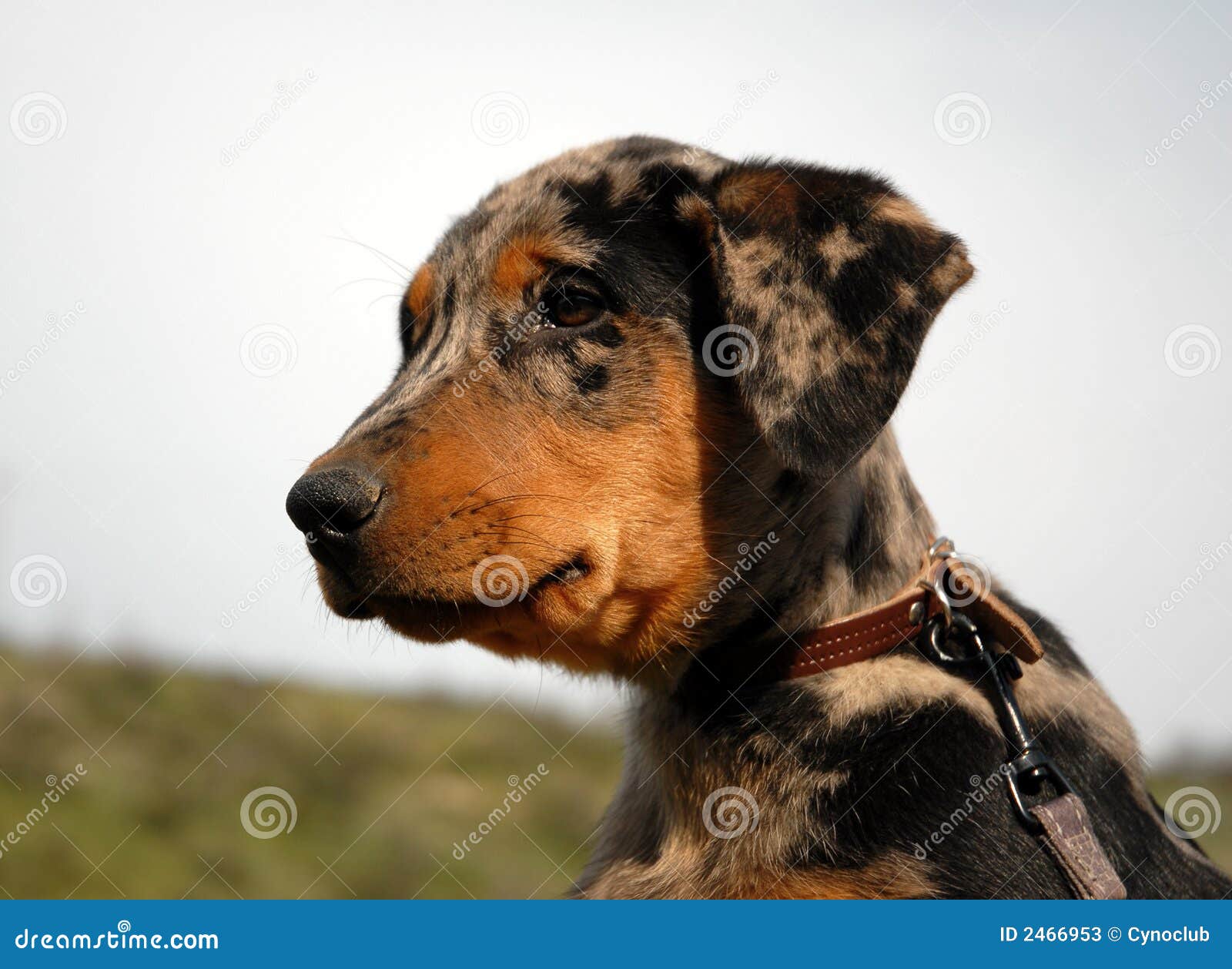 Puppy french shepherd stock image. Image of beauceron - 2466953
