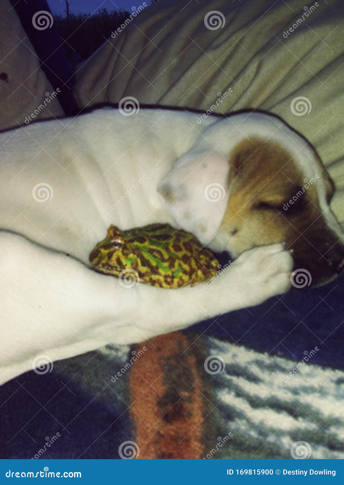 Puppy and Frog Cuddling stock photo. Image of sleeping - 169815900
