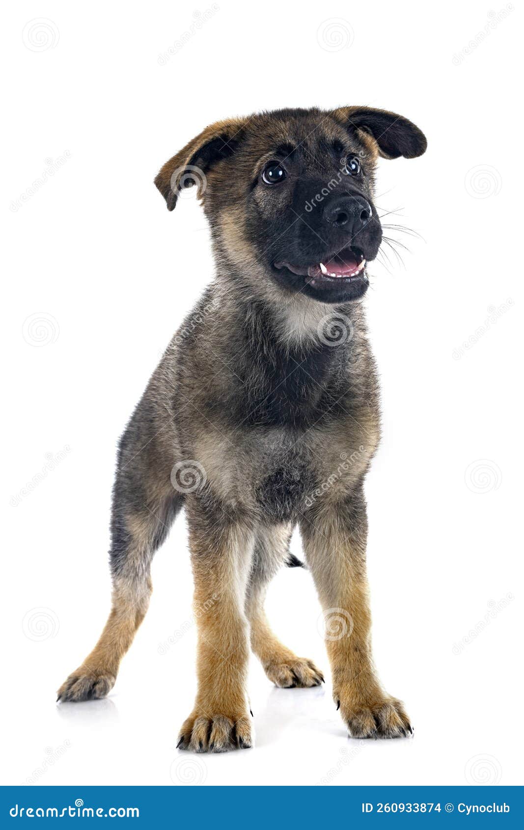 Puppy german shepherd stock photo. Image of white, puppy - 260933874