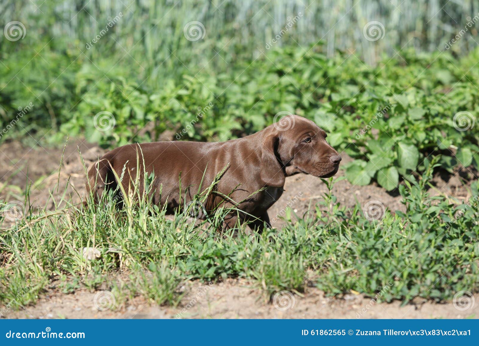 Puppy of German Shorthaired Pointer Running Stock Image - Image of ...