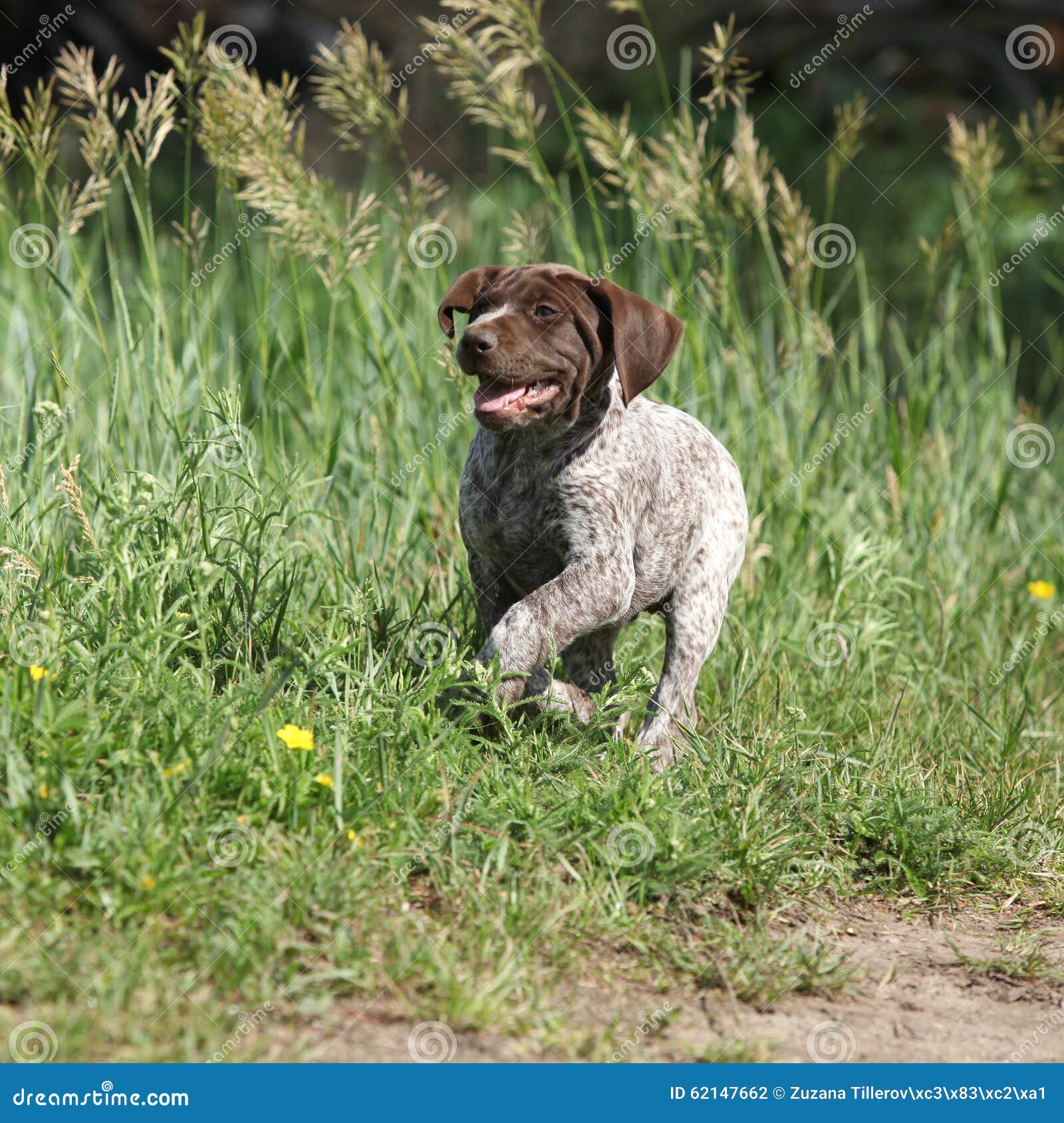 Puppy of German Shorthaired Pointer Running Stock Photo - Image of ...
