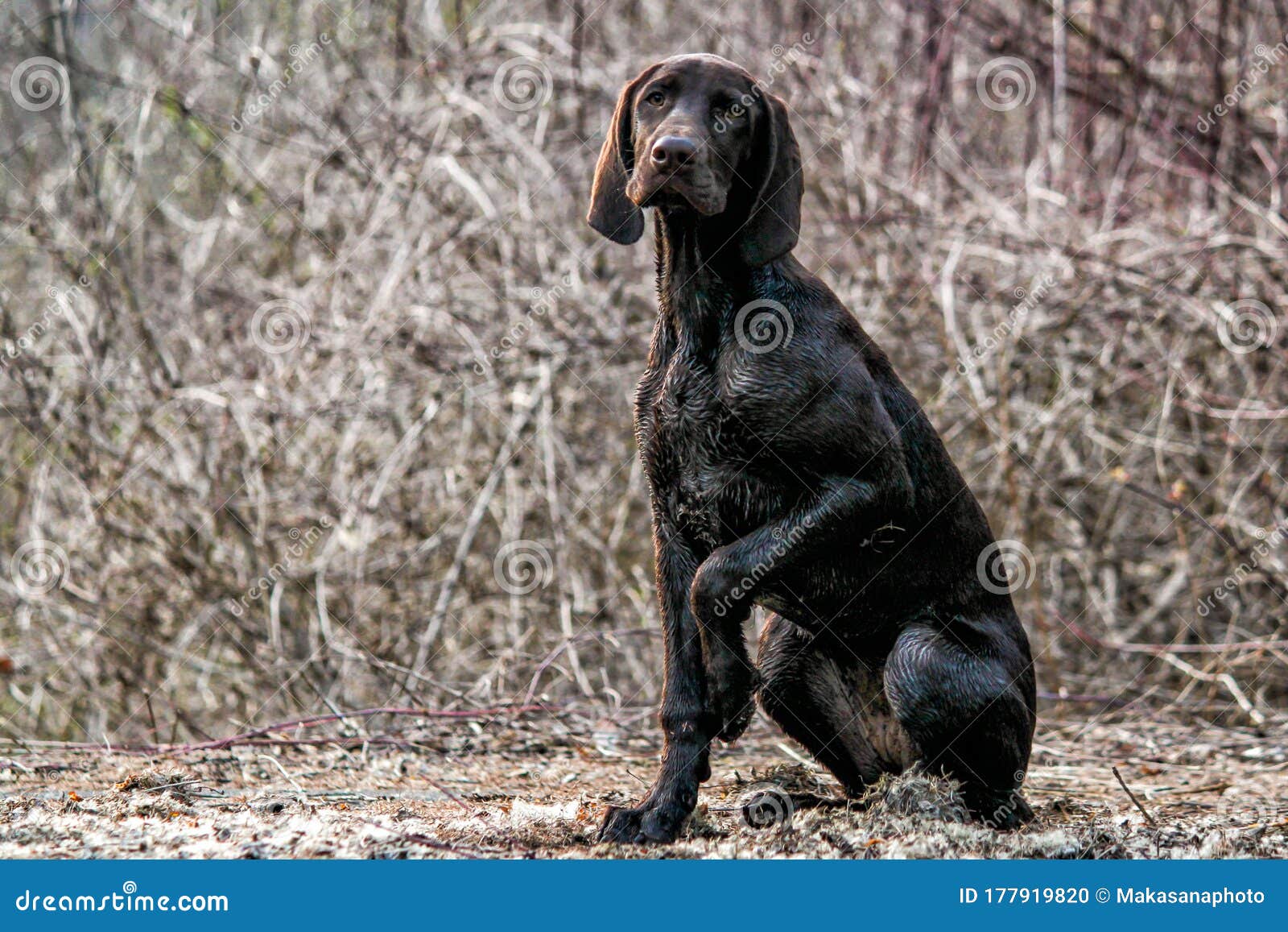 A Puppy German Shorthaired Pointer Sitting and Pointing in the Forest ...