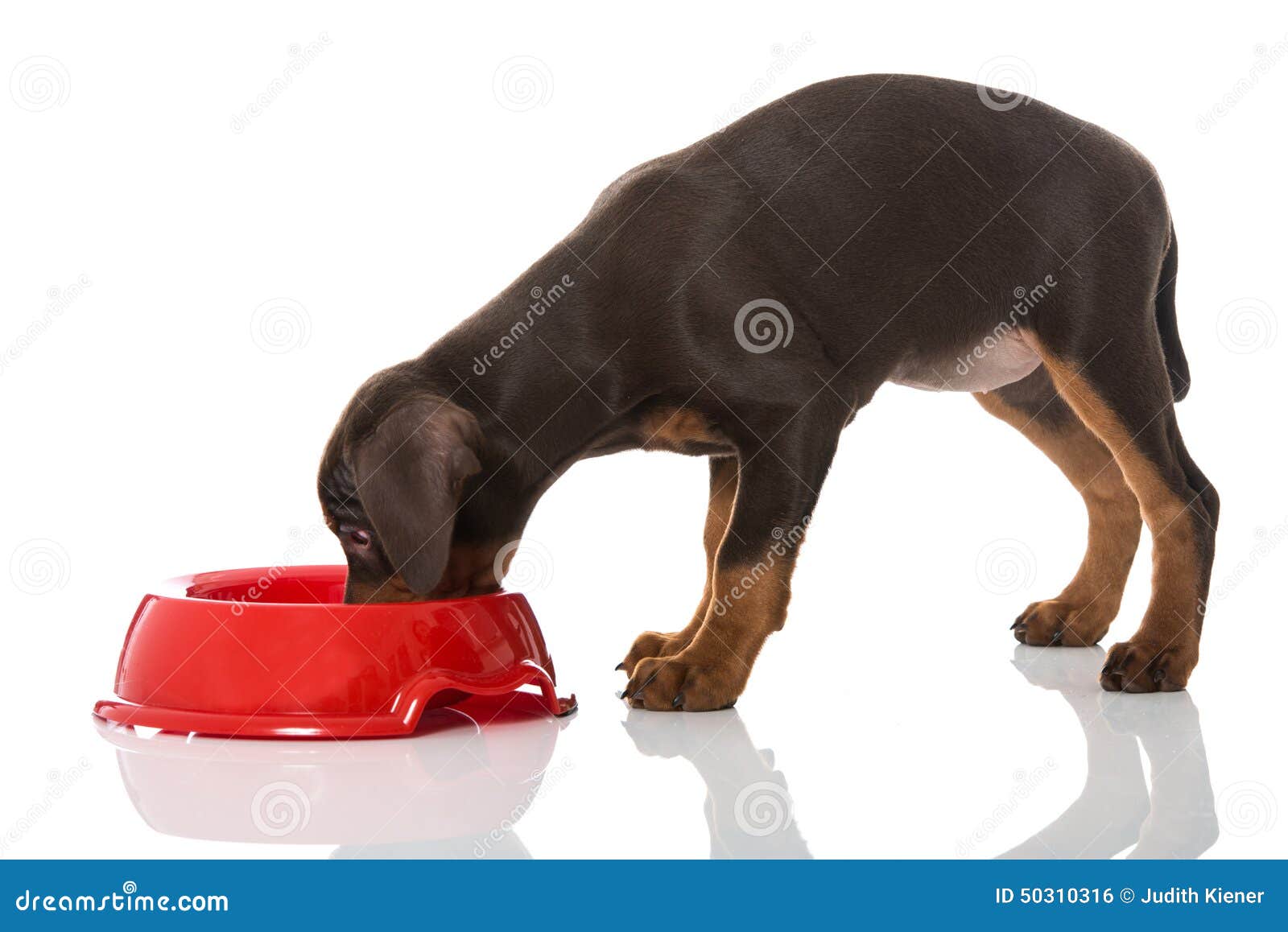 Puppy gets feed stock photo. Image of german, baby, give - 50310316