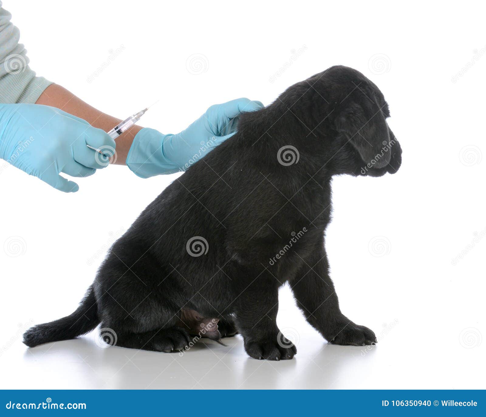 Puppy getting vaccinated stock photo. Image of security - 106350940