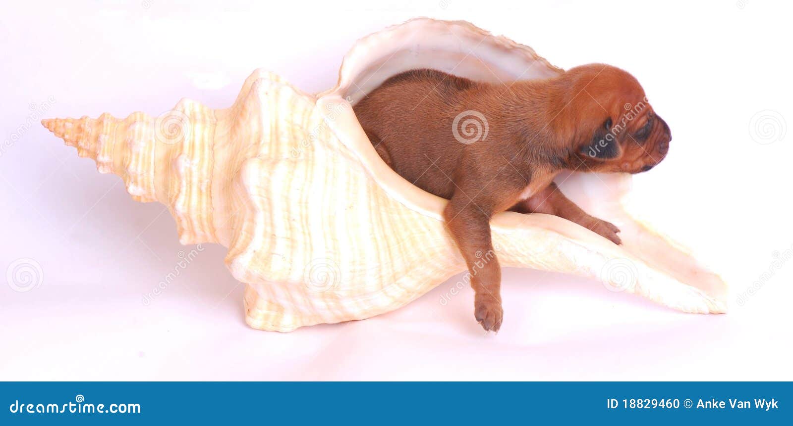 Puppy in large seashell stock photo. Image of domestic - 18829460